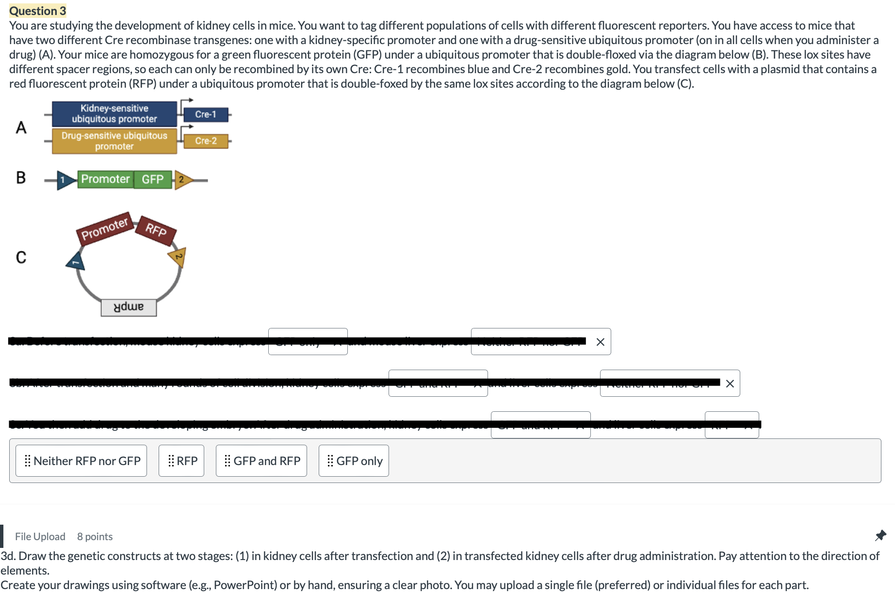 Solved Answer 3dFile Upload3d. ﻿Draw the genetic constructs | Chegg.com