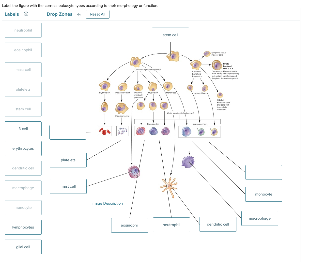 Solved Label the figure with the correct leukocyte types | Chegg.com