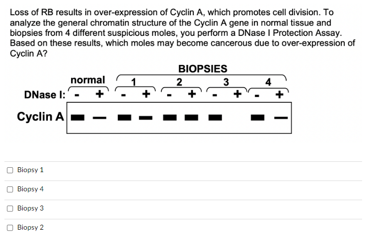 Solved Loss of RB results in over-expression of Cyclin A, | Chegg.com