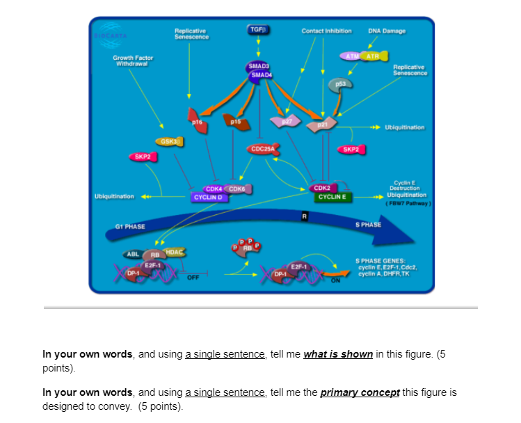 Solved Replicative Senescence TGFD Contact Inhibition DNA | Chegg.com