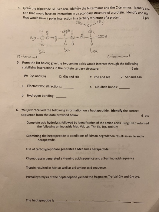 Solved Draw the tripeptide Glu-Ser-Leu. ldentify the | Chegg.com