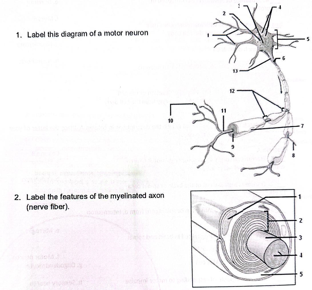 Solved 1. Label this diagram of a motor neuron 2. Label the | Chegg.com Solved 1. Label this diagram of a motor neuron 2. Label the | Chegg.com