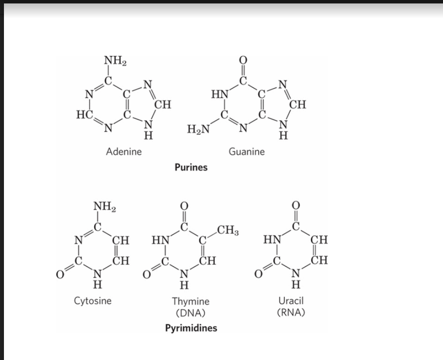 Solved HW problem on oligonucleotide structure Given the | Chegg.com