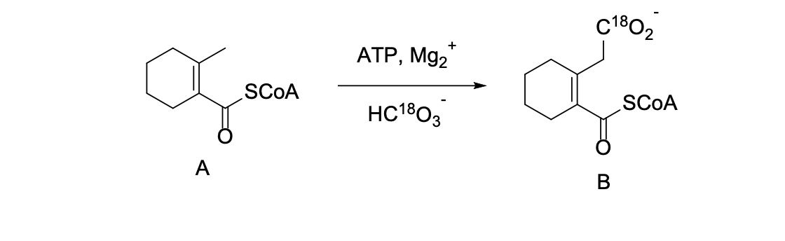 Solved C180, ATP, Mg2+ SCOA HC1803 SCOA A | Chegg.com