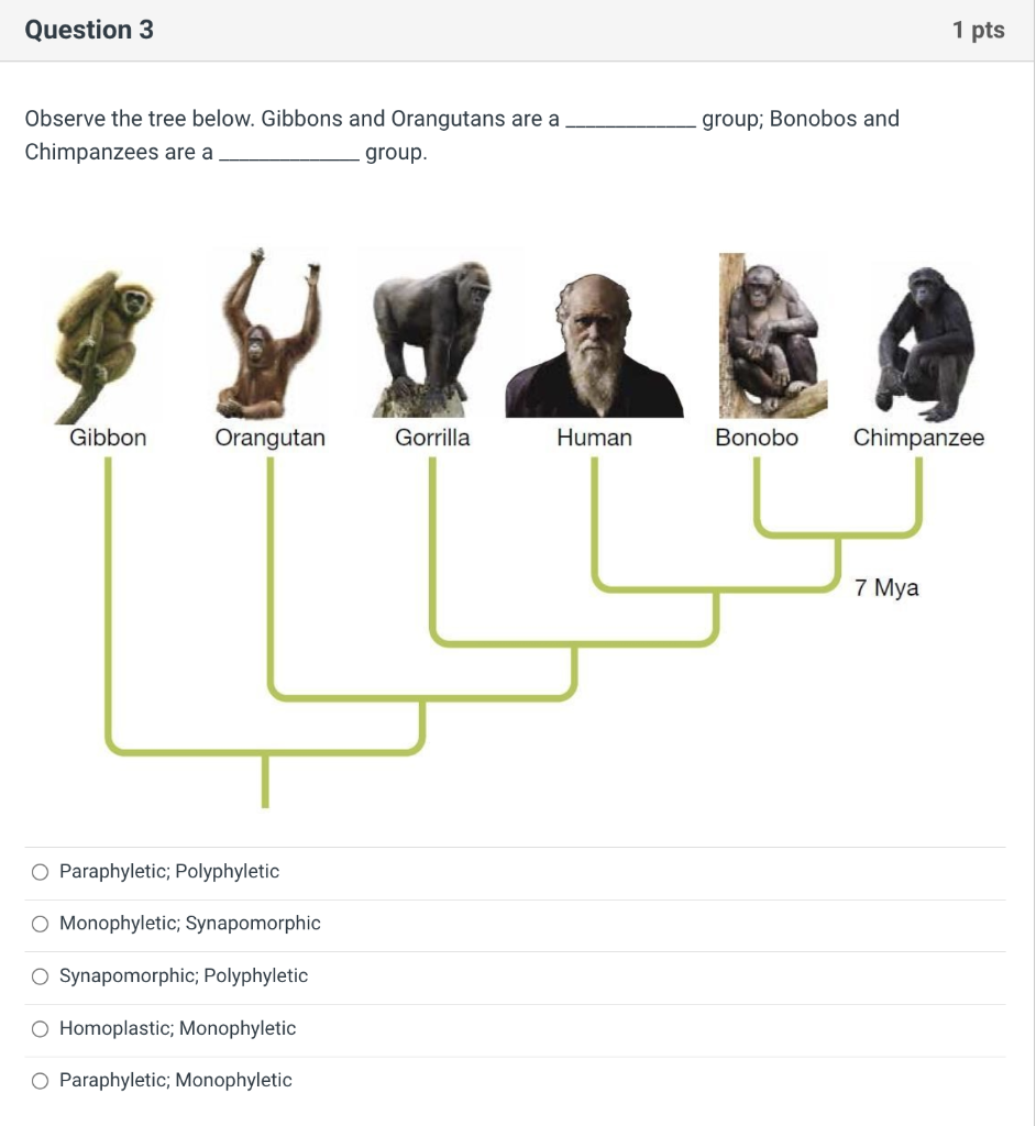 Solved Observe the tree below. Gibbons and Orangutans are a | Chegg.com