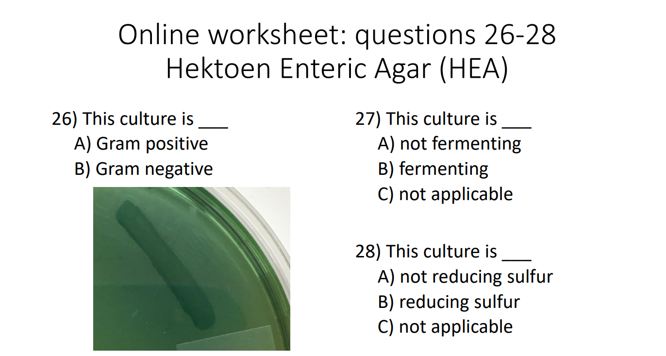 Solved Online worksheet: questions 26-28 Hektoen Enteric | Chegg.com
