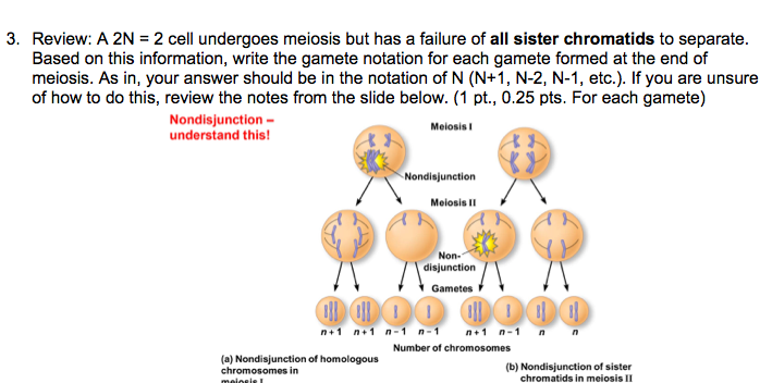 Solved 3. Review: A 2N = 2 cell undergoes meiosis but has a | Chegg.com