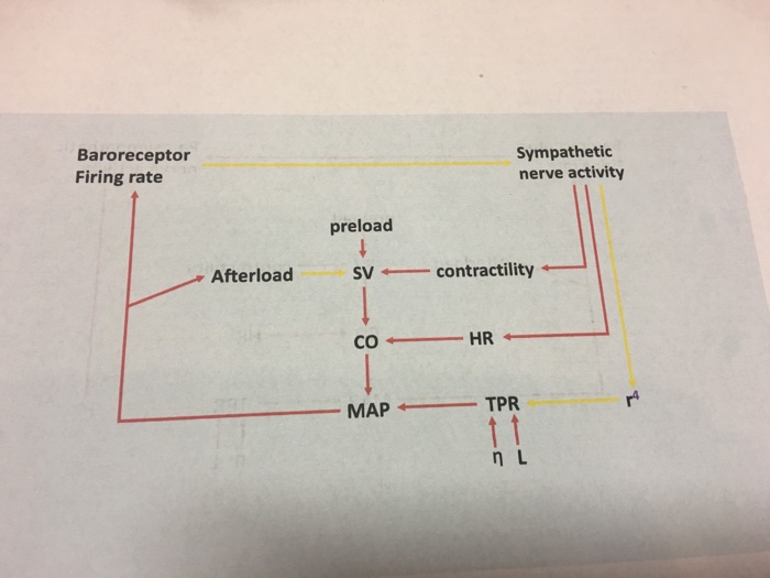 Solved Baroreceptor Firing rate Sympathetic nerve activity | Chegg.com