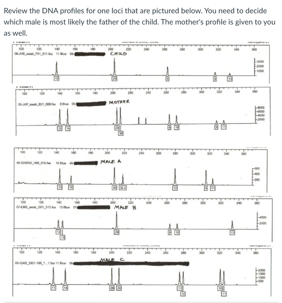 Solved Review the DNA profiles for one loci that are | Chegg.com