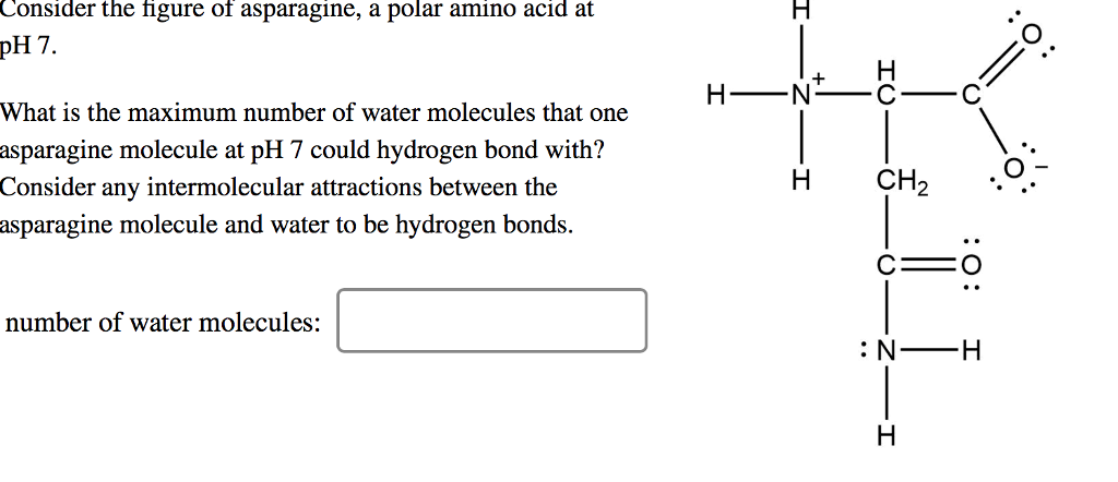 Solved Consider the figure of asparagine, a polar amino acid | Chegg.com