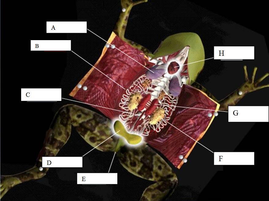 Frog Excretory System