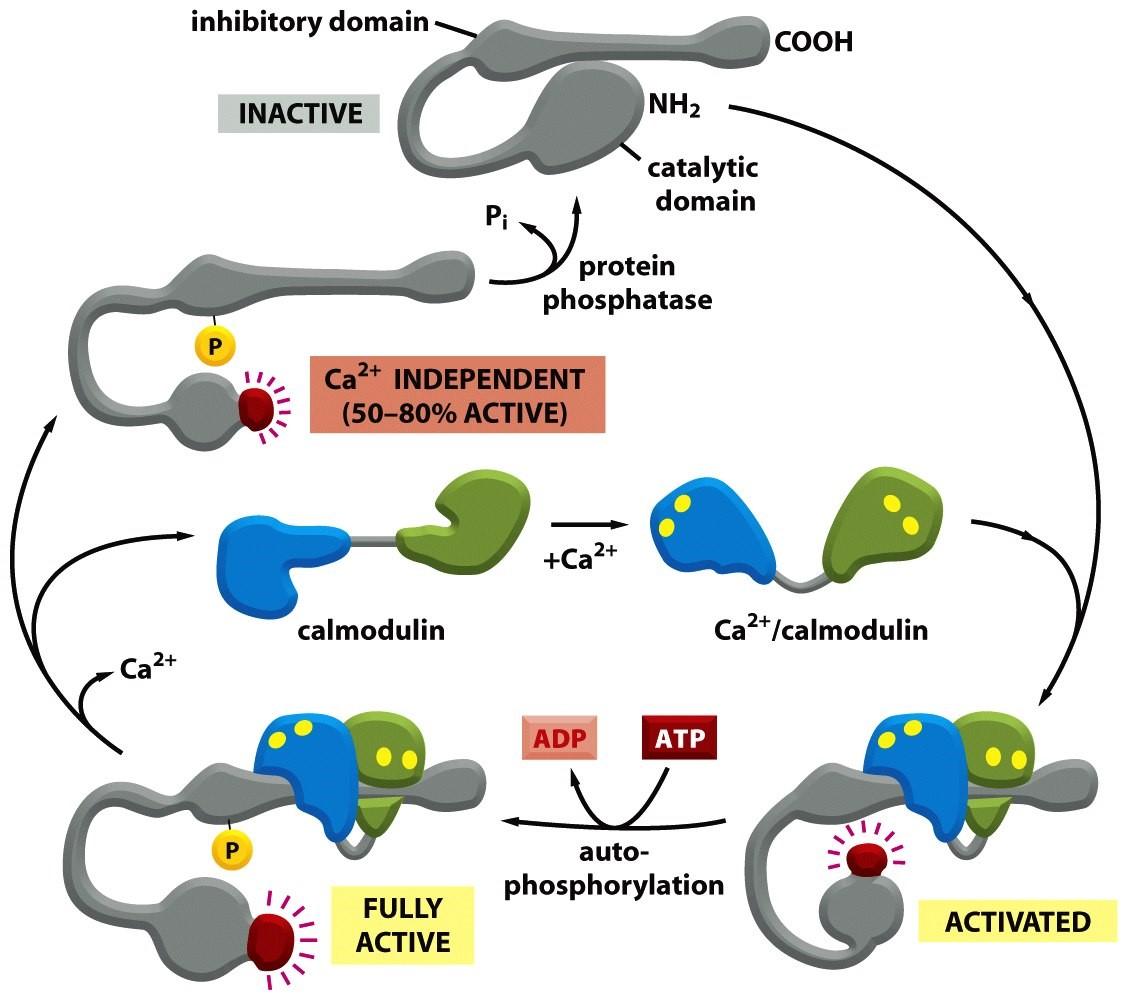 Solved What is calmodulin? How Ca2+ and calmodulin | Chegg.com