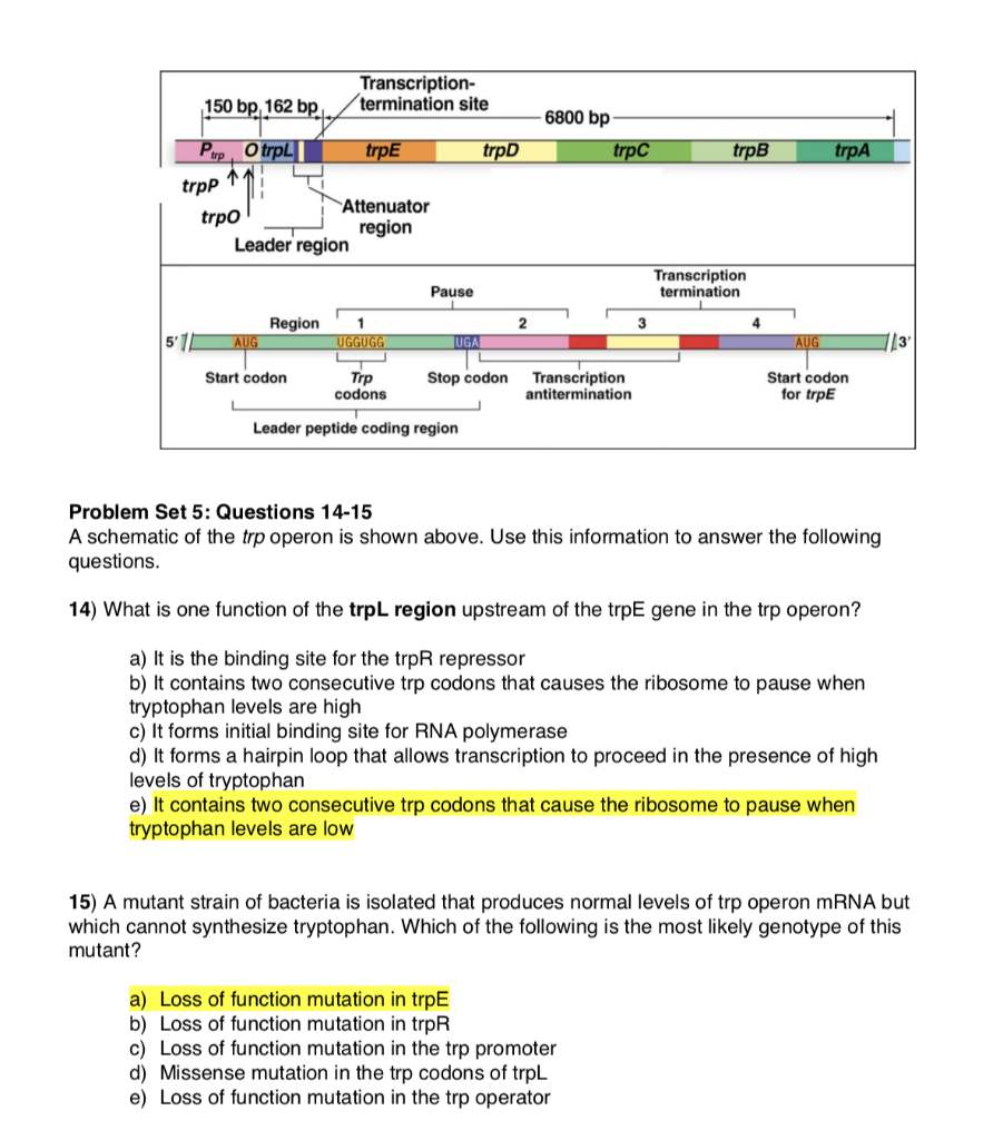 Solved Problem Set 5: Questions 14-15 A schematic of the trp | Chegg.com