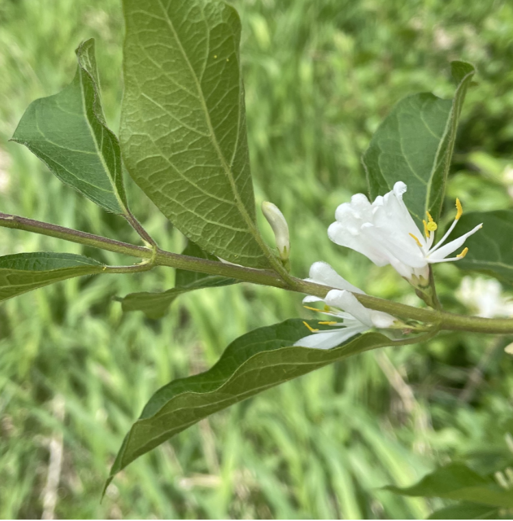 Solved Is it: | Chegg.com