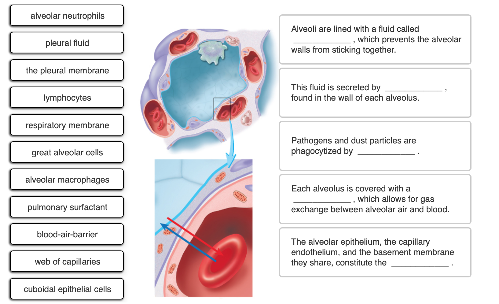 Solved alveolar neutrophils pleural fluid Alveoli are lined | Chegg.com