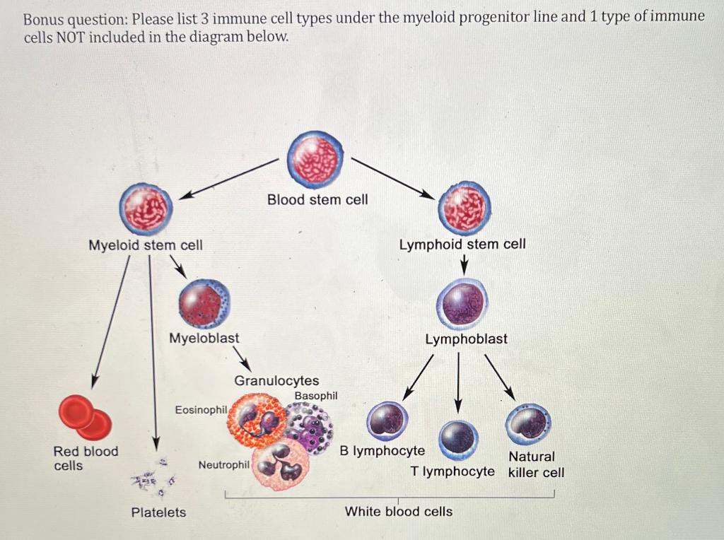 Solved Bonus question: Please list 3 immune cell types under | Chegg.com Solved Bonus question: Please list 3 immune cell types under | Chegg.com