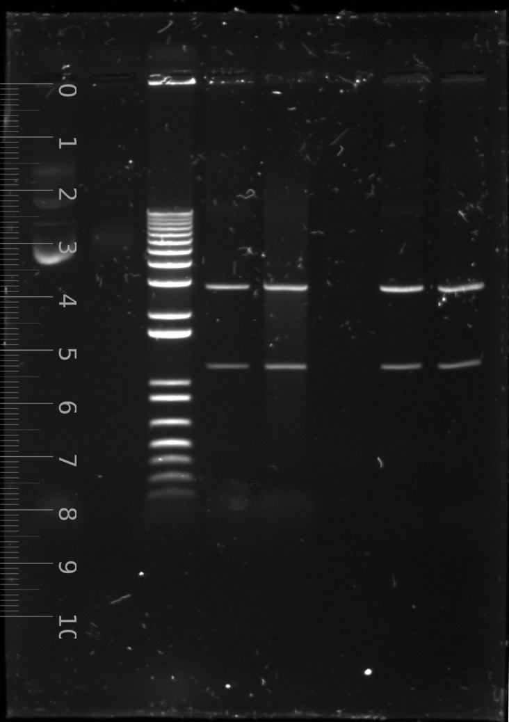 LANE CONTENTS: Lane #1: No Treatment Lane | Chegg.com