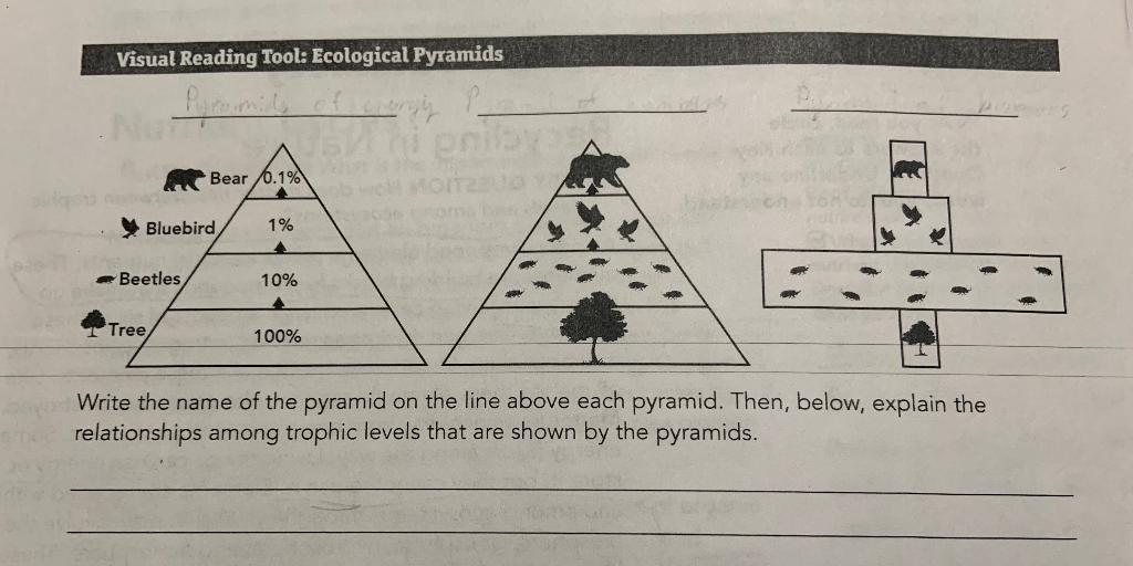 Solved Write the name of the pyramid on the line above each | Chegg.com