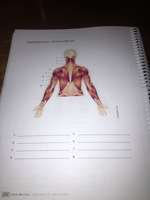 Solved Labeling Activity-Posterior Muscles 5. 2. 6, 3. 8. | Chegg.com