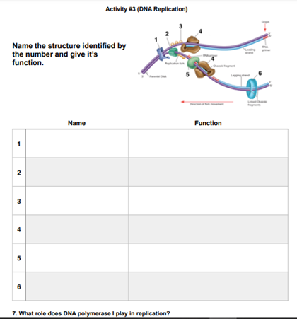 Solved Activity #3 (DNA Replication) Name the structure | Chegg.com