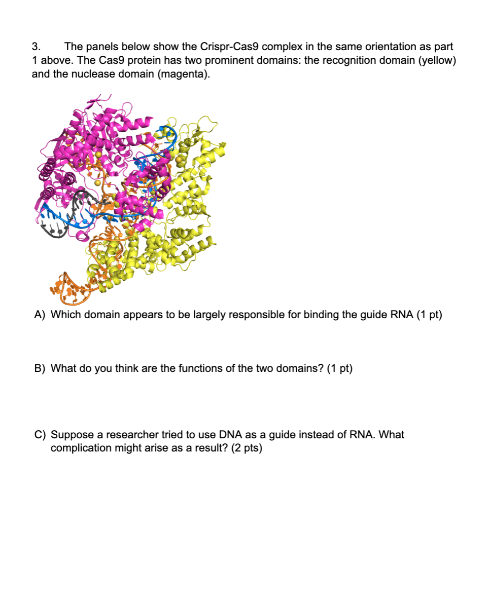 Solved 3. The panels below show the Crispr-Cas 9 complex in | Chegg.com
