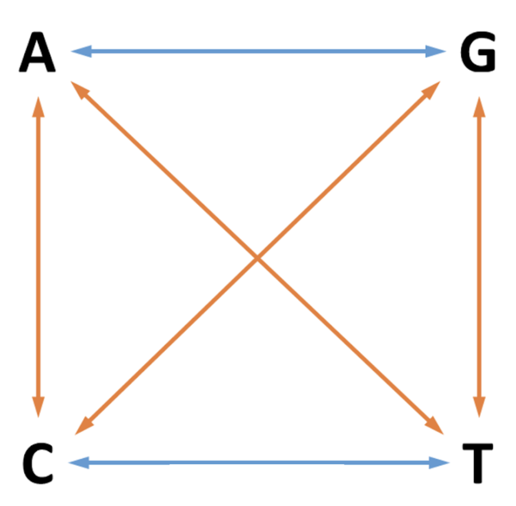 Solved Complete the Transitions and Transversions guide | Chegg.com