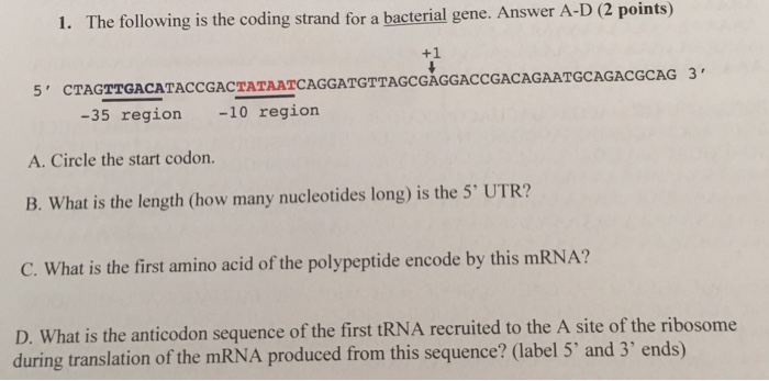 Solved 1. The following is the coding strand for a bacterial | Chegg.com