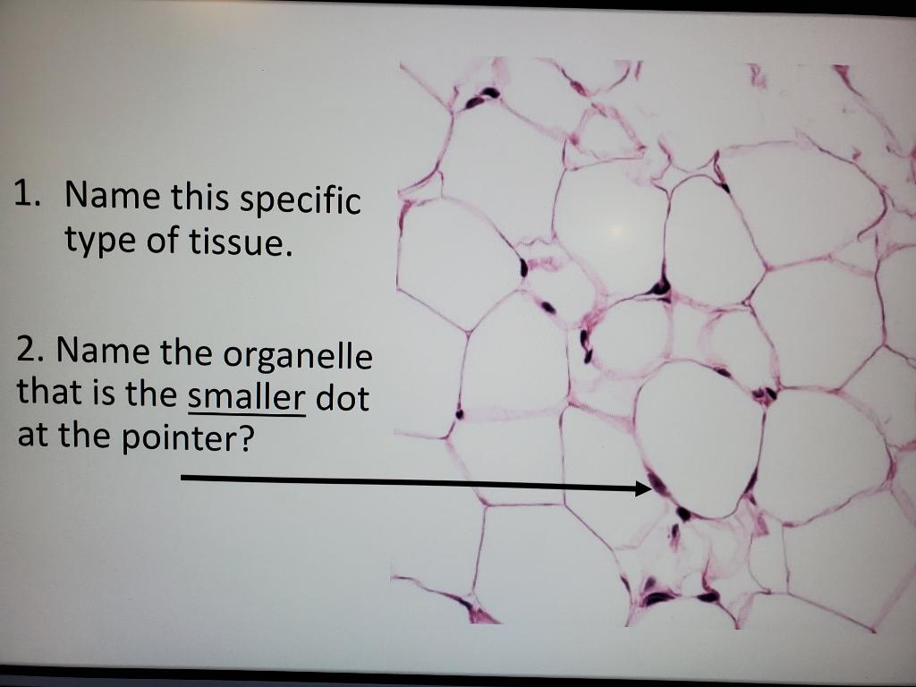 Solved 1. Name this specific type of tissue. 2. Name the | Chegg.com