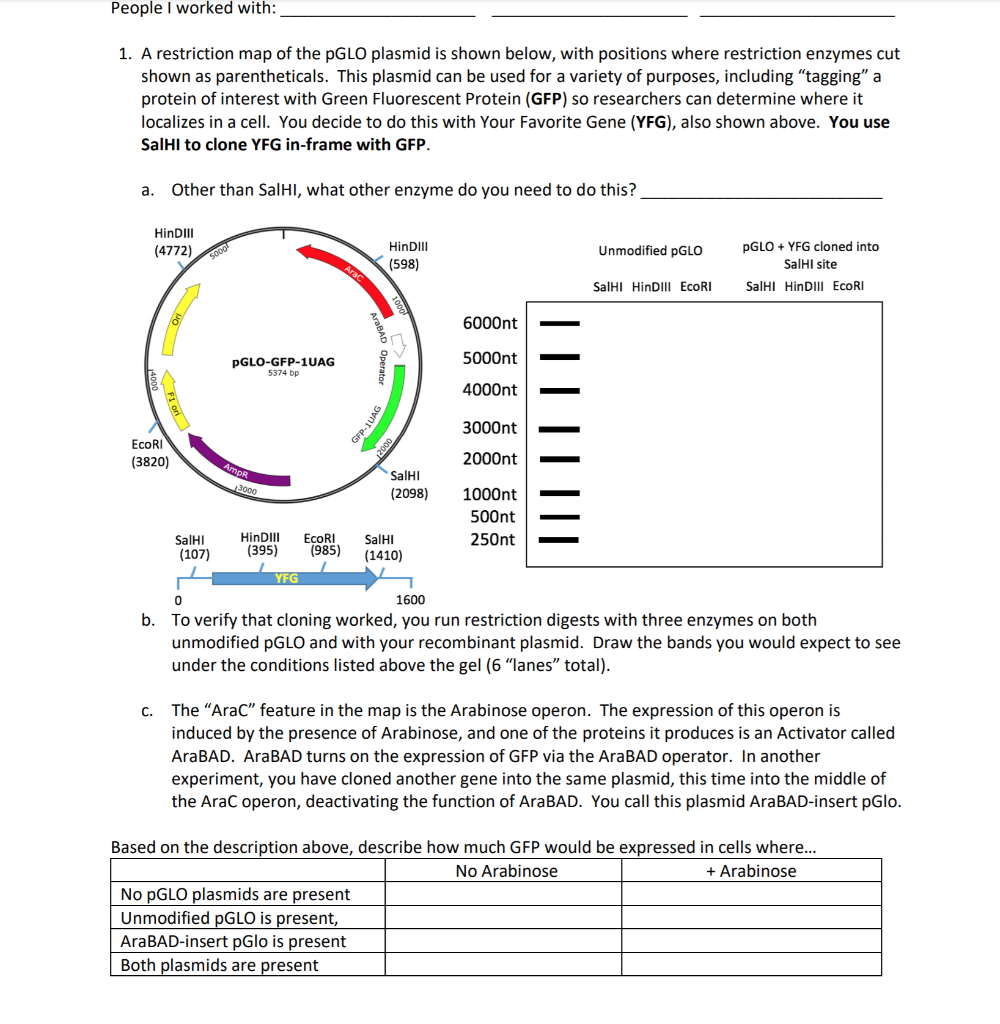 Pglo Plasmid Map