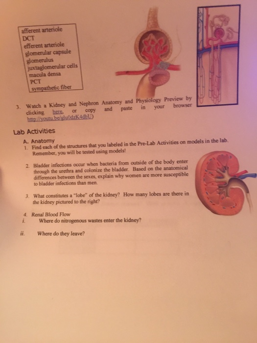Solved afferent arteriole DCT efferent arteriole glomerular | Chegg.com