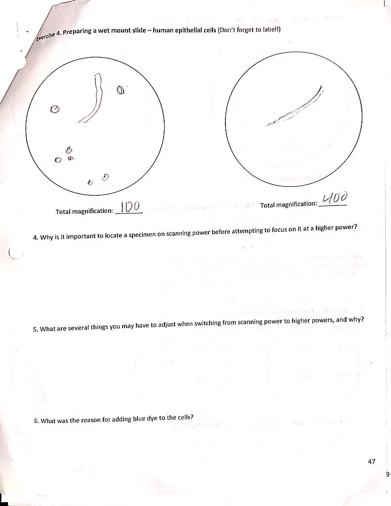 Solved Exercise 4. Preparing a wet mount slide-human | Chegg.com