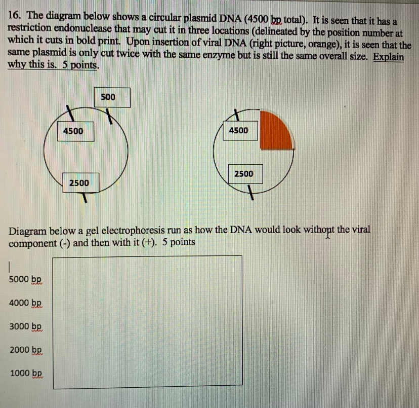 Solved 16. The diagram below shows a circular plasmid DNA | Chegg.com