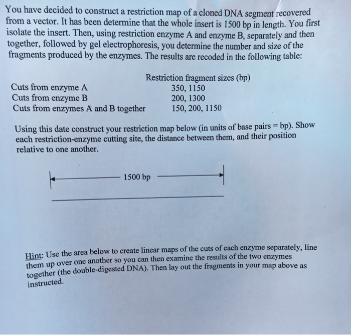 Solved You have decided to construct a restriction map of a | Chegg.com