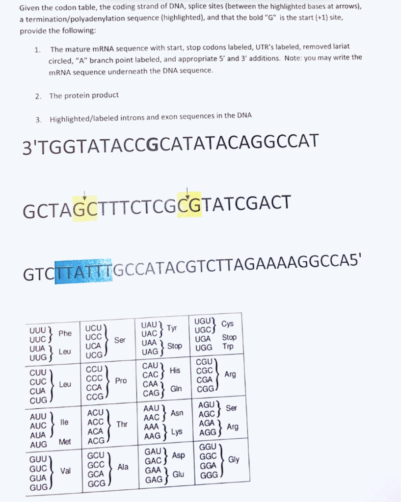 Dna Codon Table | Cabinets Matttroy