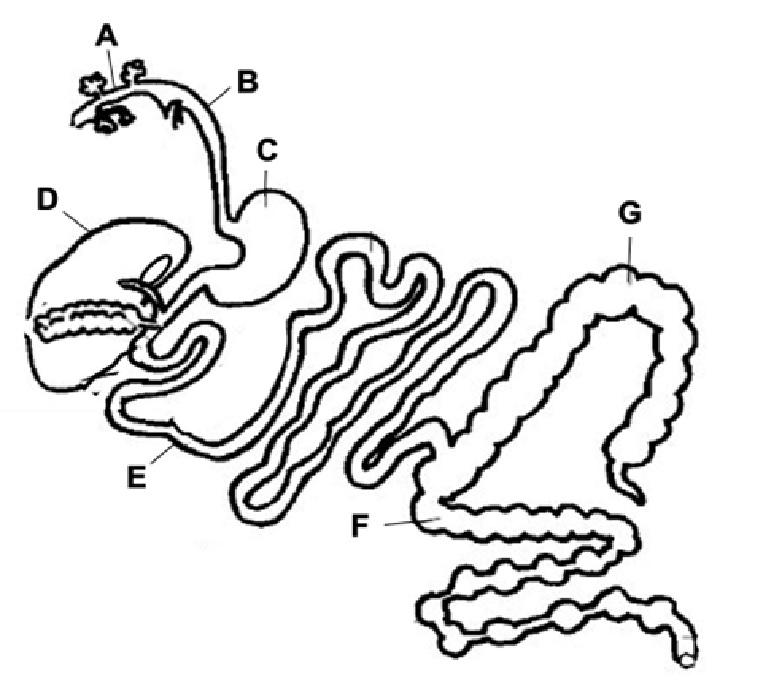 Solved Question 2 This figure shows the alimentary canal | Chegg.com