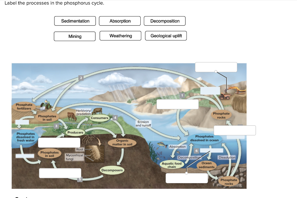 Label the processes in the phosphorus cycle. | Chegg.com