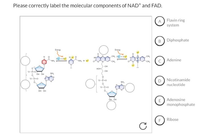 Solved Please correctly label the molecular components of | Chegg.com