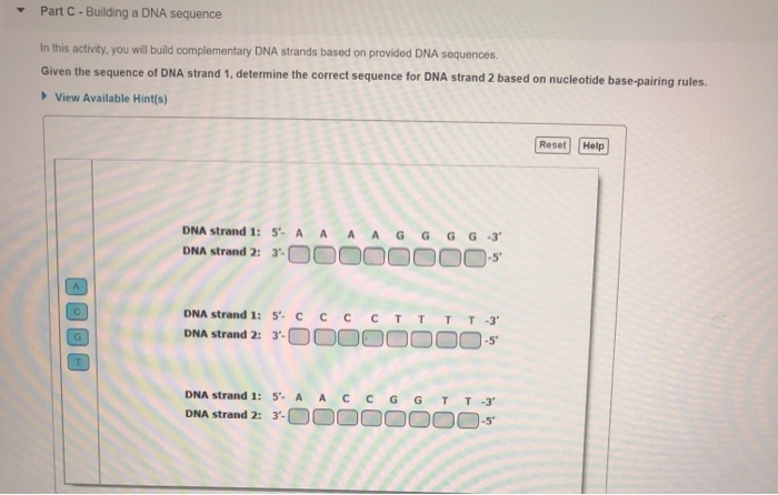 Solved Part C-Building a DNA sequence In this activity, you | Chegg.com
