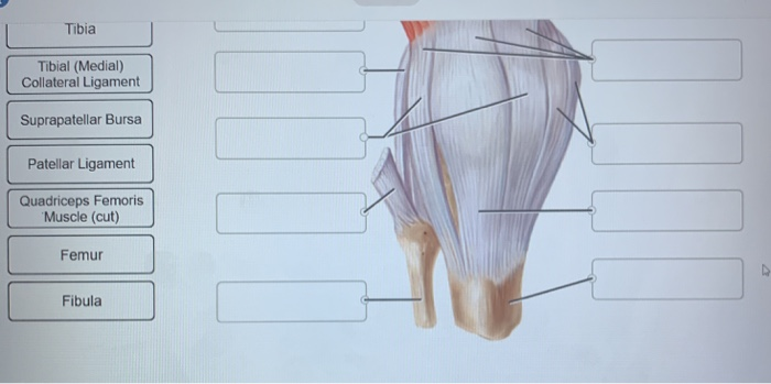 Solved Label the structures in an anterior view of the right | Chegg.com