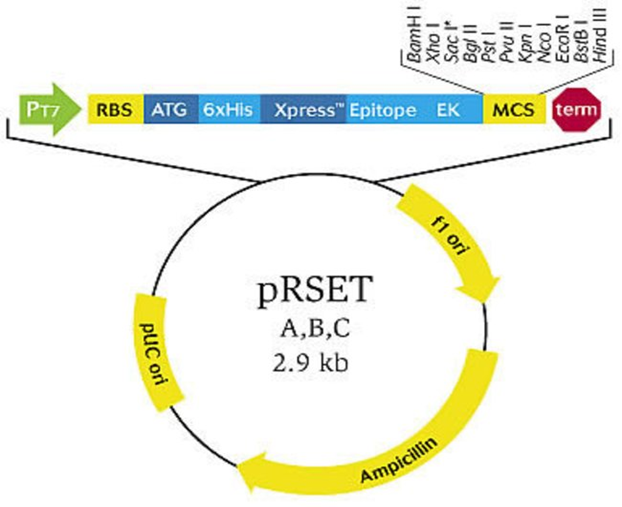Solved Looking at the map of pRSET vector (see below; | Chegg.com