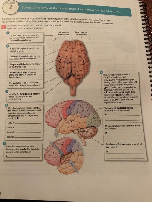 solved-activity-2-surface-anatomy-of-the-sheep-brain-chegg
