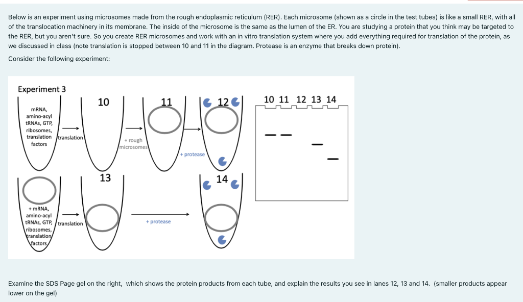 Solved Below is an experiment using microsomes made from the | Chegg.com