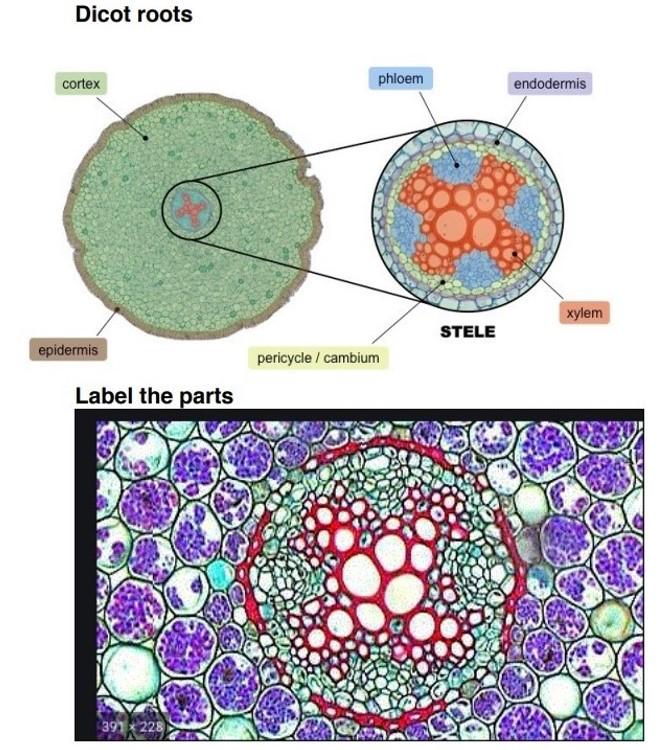 Solved 1 mm 100 3 2 5 475 256 ROOTS MONOCOT ROOT EPIDERMIS | Chegg.com