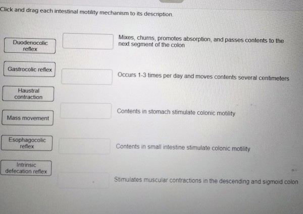 Solved Click and drag each intestinal motility mechanism to | Chegg.com