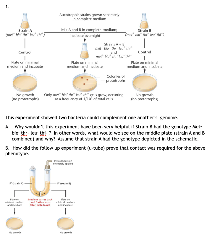 Solved 1. Auxotrophic strains grown separately in complete | Chegg.com
