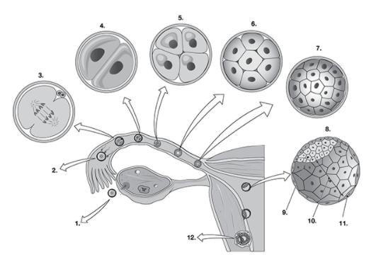 Solved ARAR www 10. 11. 12. 7 E advanced morula 8 = inner | Chegg.com