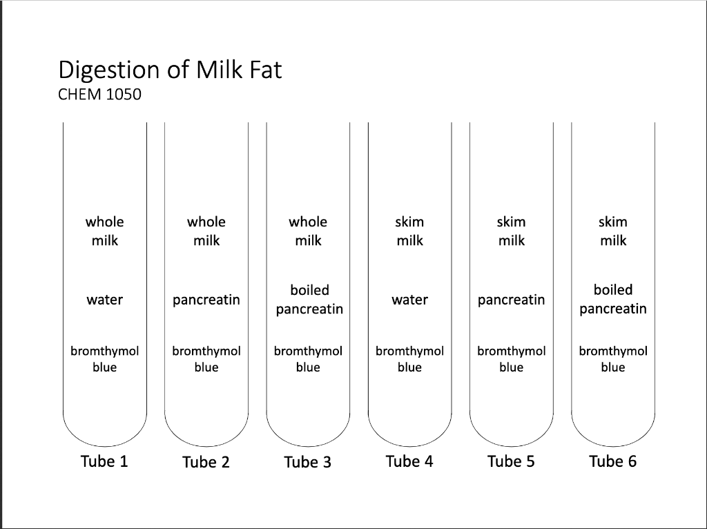 Digestion of Milk Fat CHEM 1050 whole milk whole milk | Chegg.com