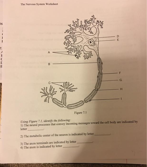 Solved The Nervous System Worksheet 16 Figure 7.1 Using | Chegg.com