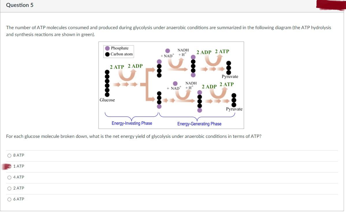 Solved The number of ATP molecules consumed and produced | Chegg.com