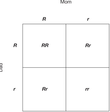 Exercise 3 Interpreting Punnett Squares | Chegg.com